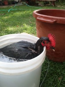 How to Bathe a Chicken - Backyard Poultry